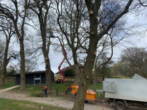 Tree Surgery in Potters Bar, Hertfordshire | NP Tree Care